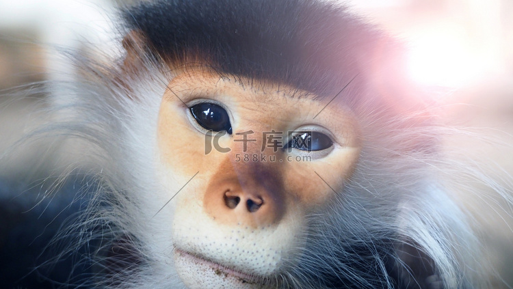 红腿杜克叶猴或 Pygathrix nemaeus 的特写图像高清摄影大图-千库网