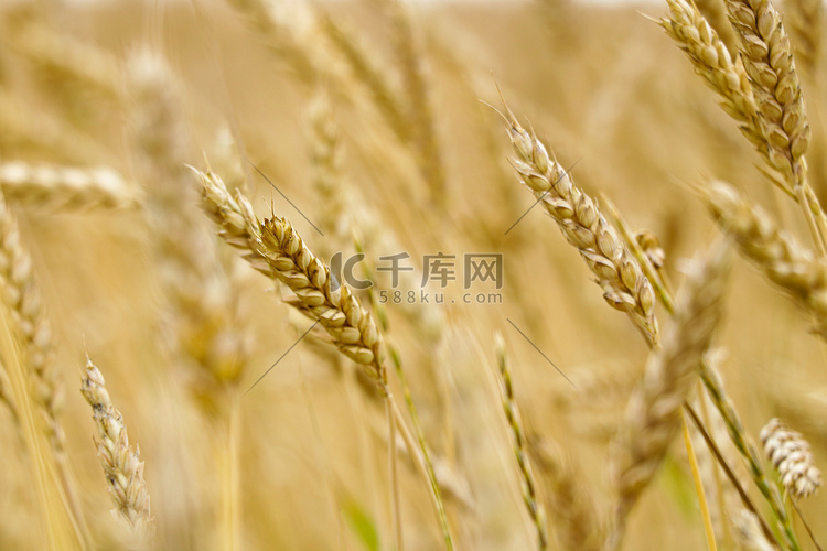 田间麦穗。高清摄影大图-千库网