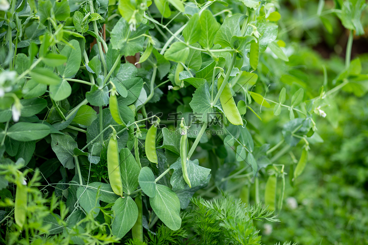 花园里豌豆上新鲜鲜亮的绿豌豆荚。高清摄影大图-千库网