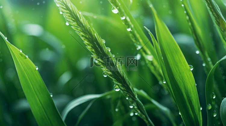 春季谷雨唯美治愈自然草地高清摄影大图-千库网
