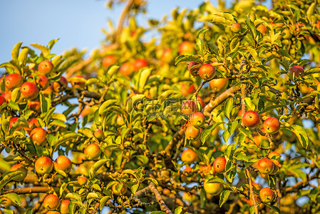 蓝天的树上的苹果高清摄影大图-千库网