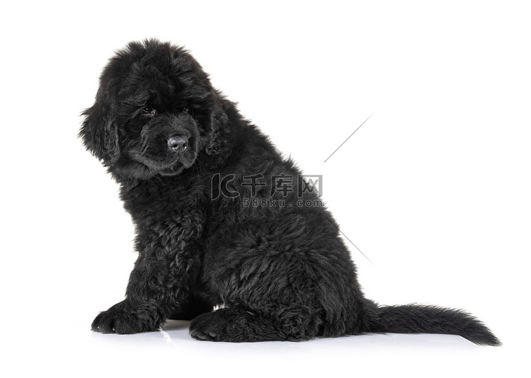 纽芬兰犬高清摄影大图-千库网