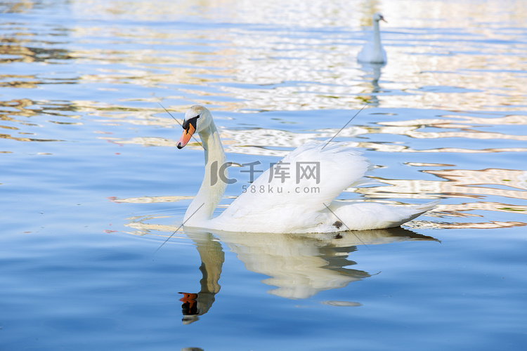 一只天鹅倒映在水中。高清摄影大图-千库网