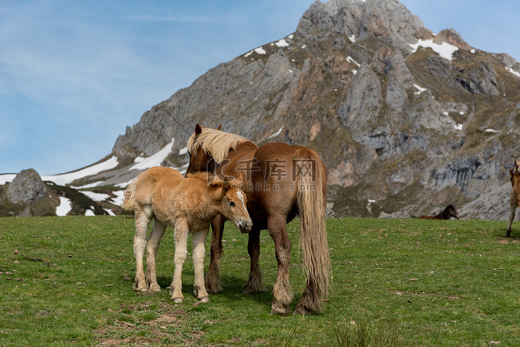 西班牙坎塔布里亚 Picos de Europa 国家公园的野马。高清摄影大图-千库网