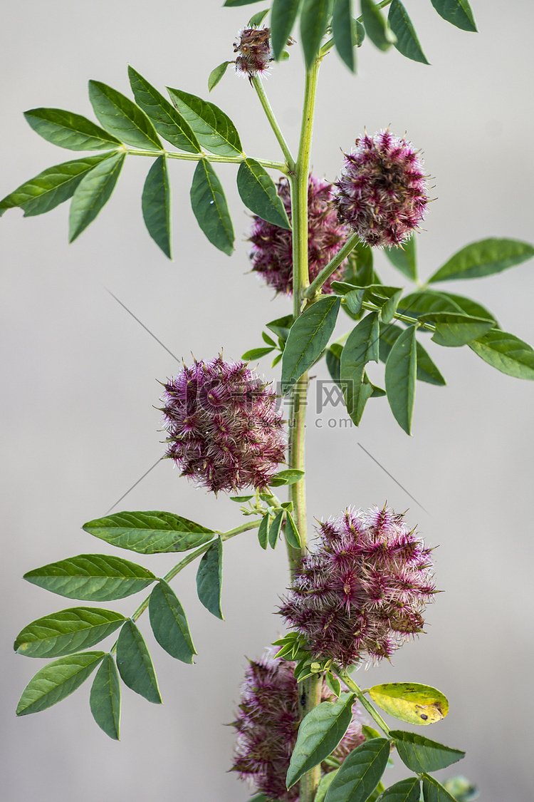 甘草（光果甘草）。高清摄影大图-千库网