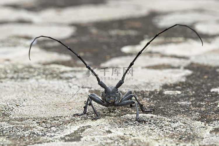 雄性长角牛甲虫，Morinus asper，高清摄影大图-千库网
