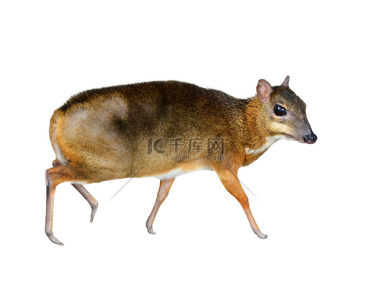 孤立的小鼠鹿高清摄影大图-千库网