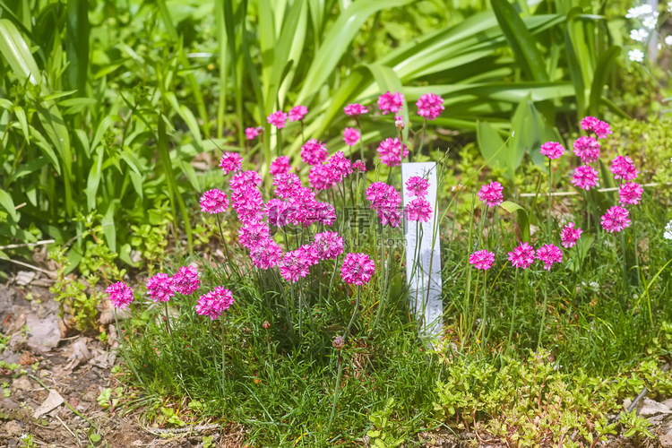 夏季花园中的粉红色 Armeria 花。高清摄影大图-千库网