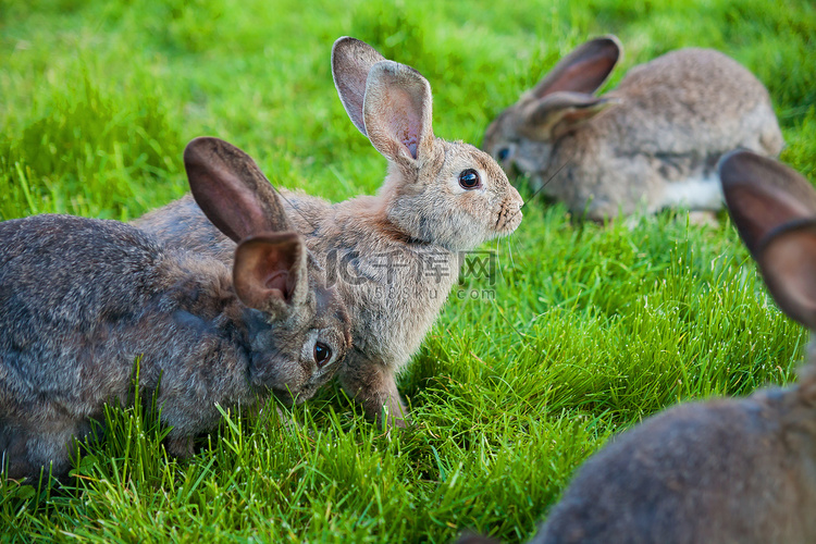 兔子在花园里吃草高清摄影大图-千库网
