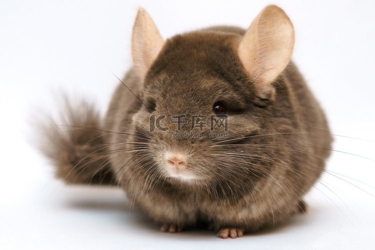 白色背景上可爱的棕色龙猫高清摄影大图-千库网 白色背景上可爱的棕色龙猫高清摄影大图-千库网
