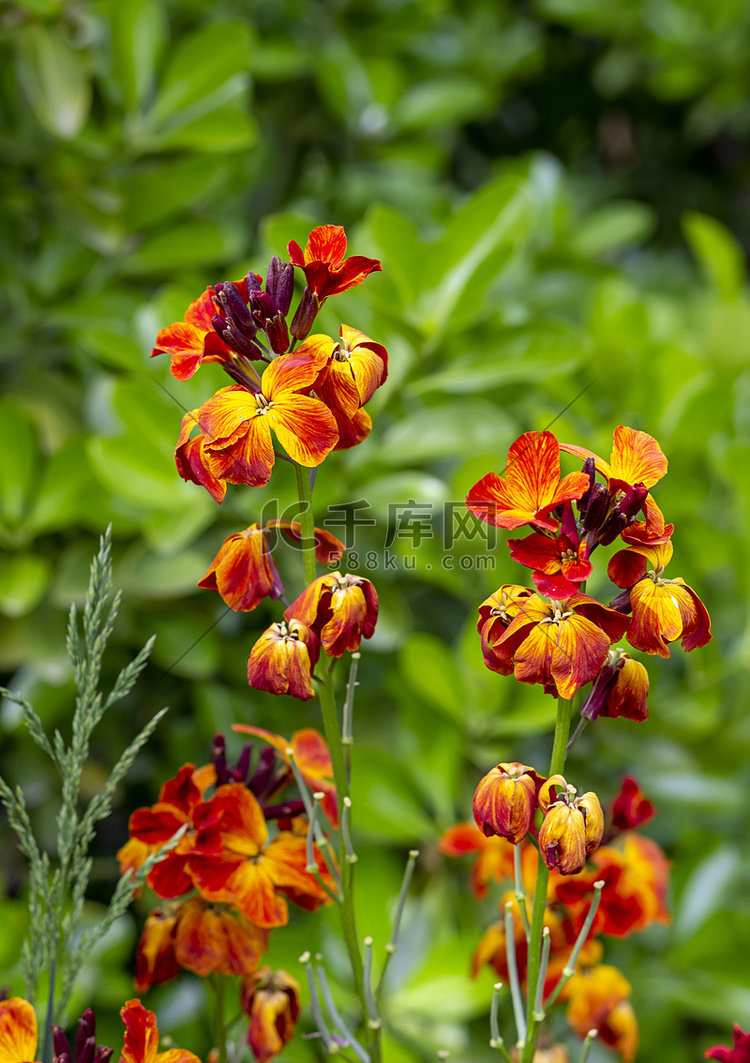 Erysimum cheiri (Cheiranthus) 也被称为 Wallflower，色彩鲜艳的春天花朵。高清摄影大图-千库网
