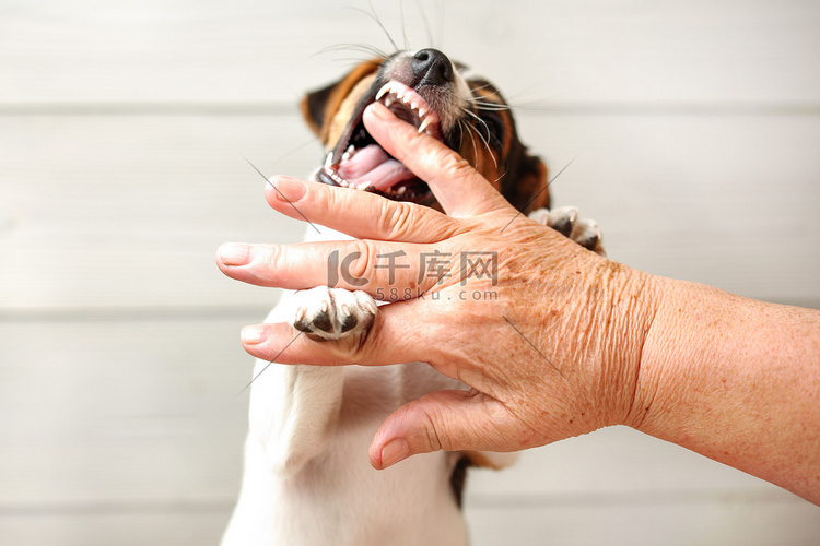 高级女人的手被杰克罗素梗犬小狗咬伤。高清摄影大图-千库网