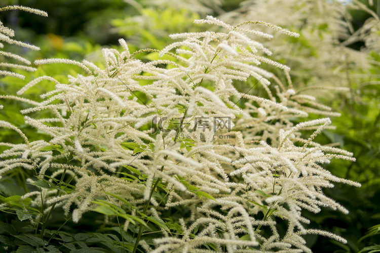 Aruncus dioicus 的特写高清摄影大图-千库网