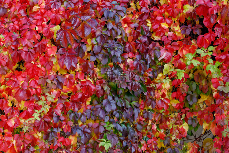 弗吉尼亚爬行物 (Parthenocissus quinquefolia) 藤本植物的五颜六色的红色和绿色叶子在秋天。高清摄影大图-千库网