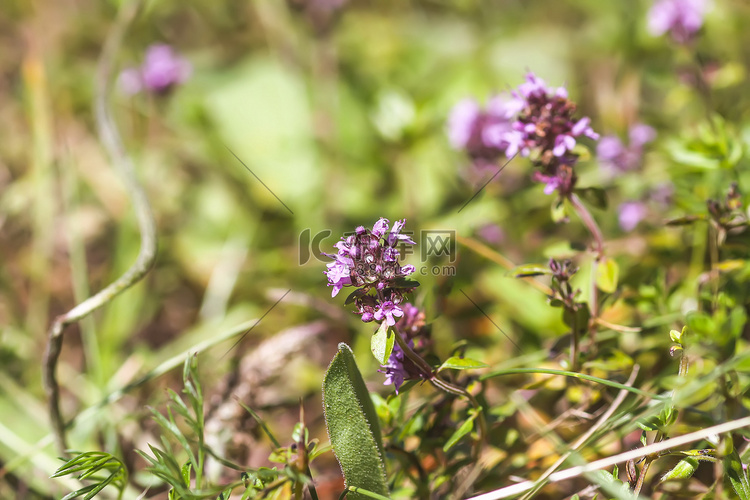 百里香药用植物。高清摄影大图-千库网