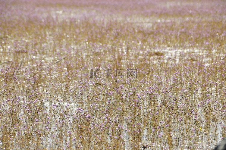 泰国 Khuan Khanun Thale Noi 水禽保护区的金色水草或 Utricularia aurea高清摄影大图-千库网