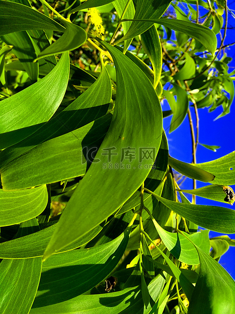 具有自然背景的金合欢（也称为 mulga、真正的 mulga、akasia）高清摄影大图-千库网