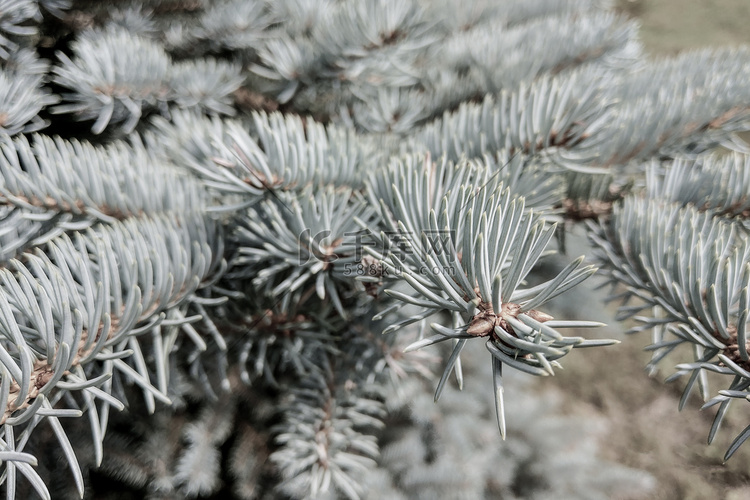 蓝云杉、Picea pungens 分支在其他分支模糊的背景下。高清摄影大图-千库网
