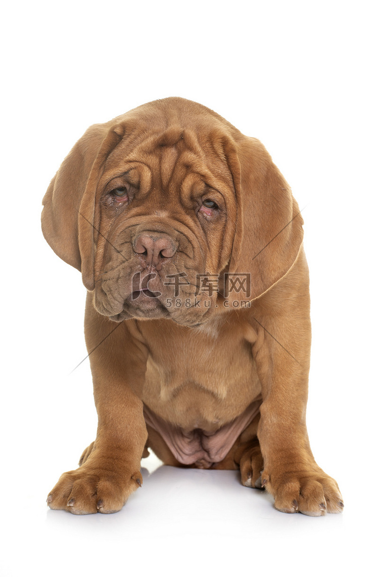 小狗 dogue de bordeaux高清摄影大图-千库网