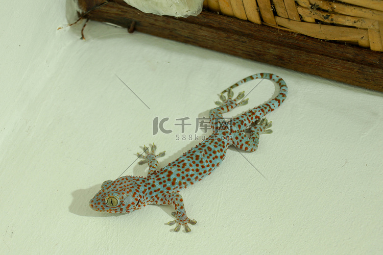 特写 Tokay Gecko 在 The Wall.Blue Gekko 壁虎上，有橙色斑点高清摄影大图-千库网