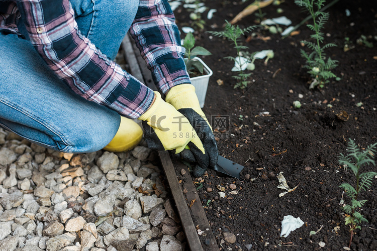 在土壤中种植幼苗的妇女。高清摄影大图-千库网