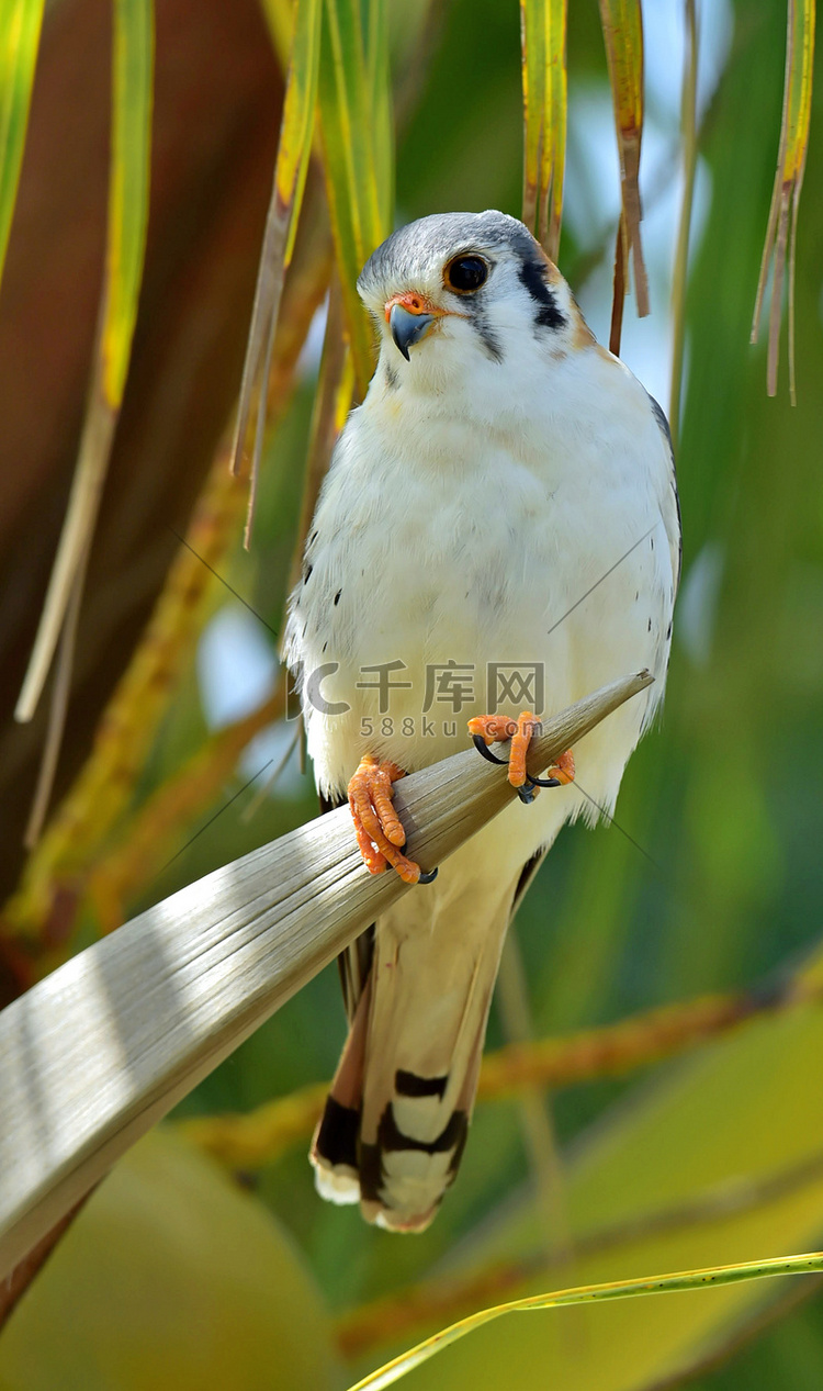 美洲红隼 (Falco sparverius sparveroides) (Light Morph)高清摄影大图-千库网