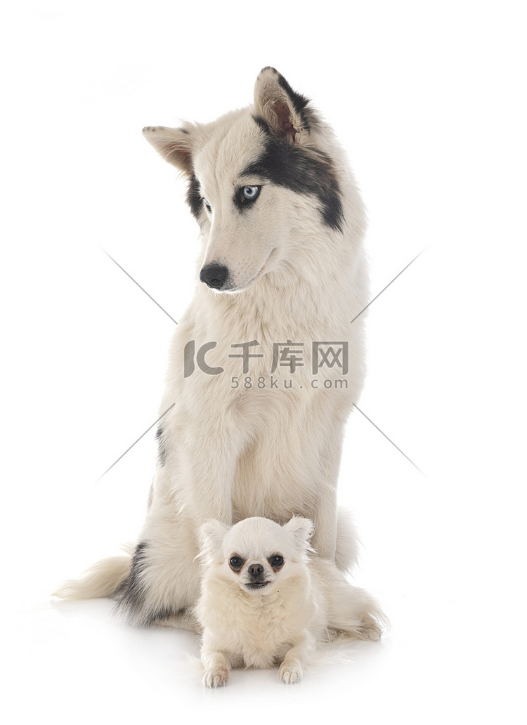 雅库特莱卡犬和奇瓦瓦犬高清摄影大图-千库网
