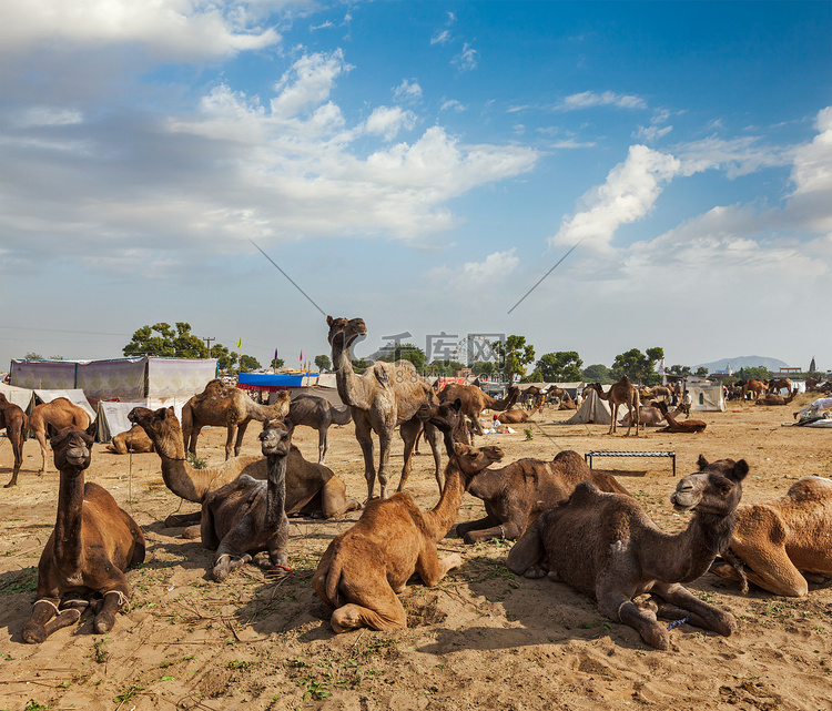 骆驼在普什卡梅拉 (Pushkar Camel Fair)，印度高清摄影大图-千库网