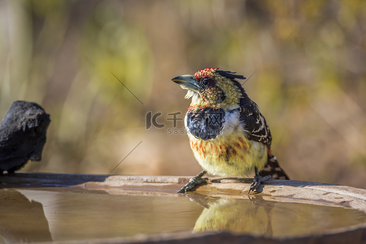 南非克鲁格国家公园的凤头巴贝高清摄影大图-千库网