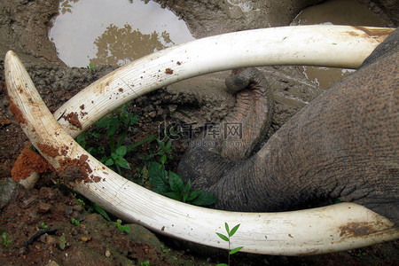 象牙高清摄影大图-千库网