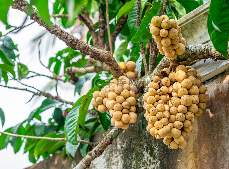 Lasium Demesticum，（名称泰国 Longkong）在树上高清摄影大图-千库网
