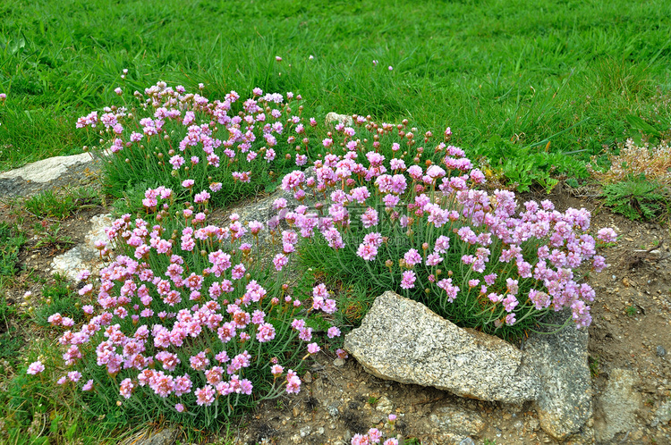 生长在沙丘上的 Armeria maritima 粉红海高清摄影大图-千库网