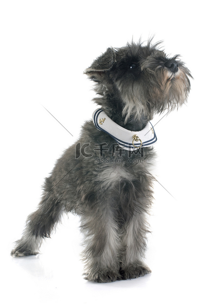 小狗迷你雪纳瑞犬高清摄影大图-千库网