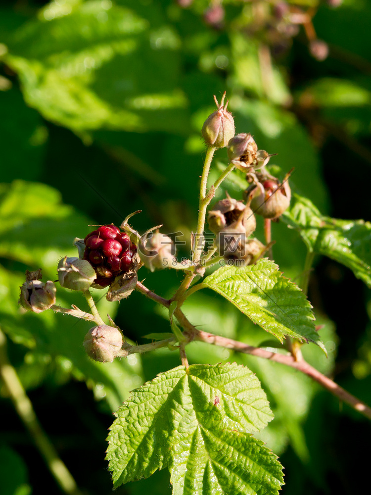 野生覆盆子（Rubus idaeus）高清摄影大图-千库网