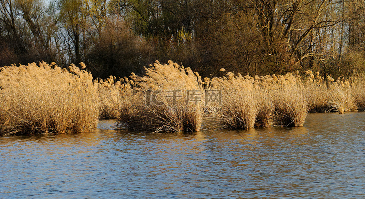 芦苇丛生的湖边高清摄影大图-千库网
