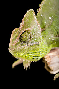 绿色动物，变色龙，明亮生动的异国情调高清摄影大图-千库网