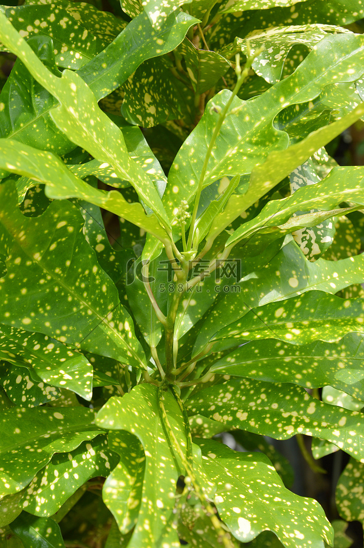 Jesamine - codigeum 杂色 (l) blume高清摄影大图-千库网