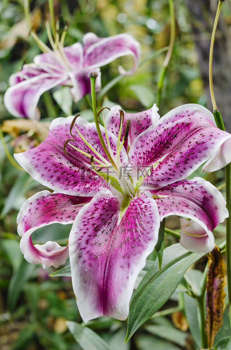 花园里的紫色百合高清摄影大图-千库网