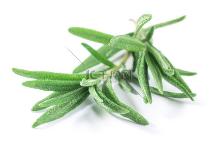 迷迭香高清摄影大图-千库网