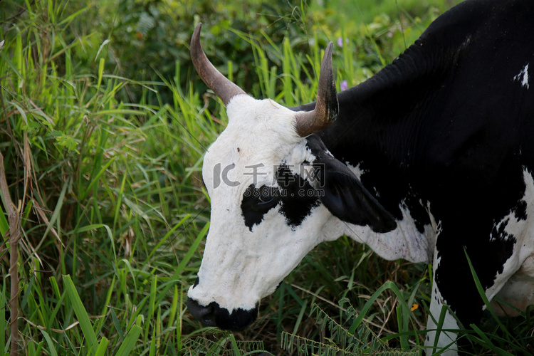 巴伊亚农场的小牛和奶牛高清摄影大图-千库网