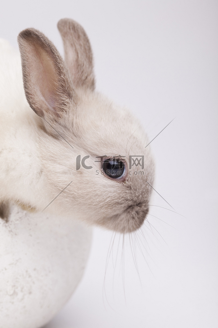 白色兔子，春天多彩明亮的主题高清摄影大图-千库网