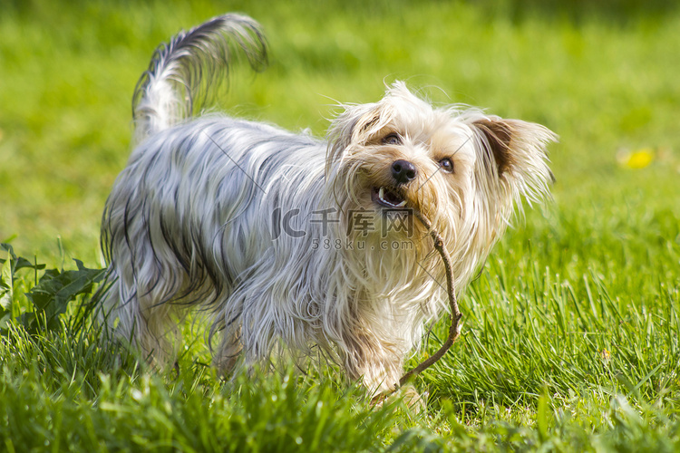 约克夏犬在花园里玩耍高清摄影大图-千库网