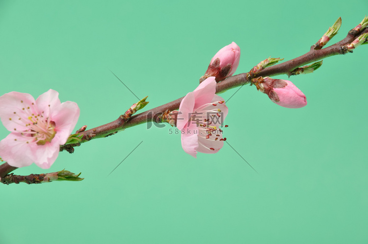 桃花高清摄影大图-千库网