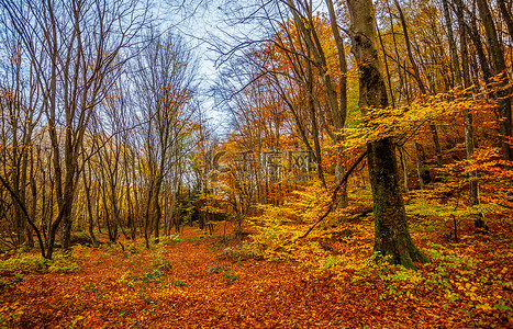 迷雾笼罩的秋天森林高清摄影大图-千库网