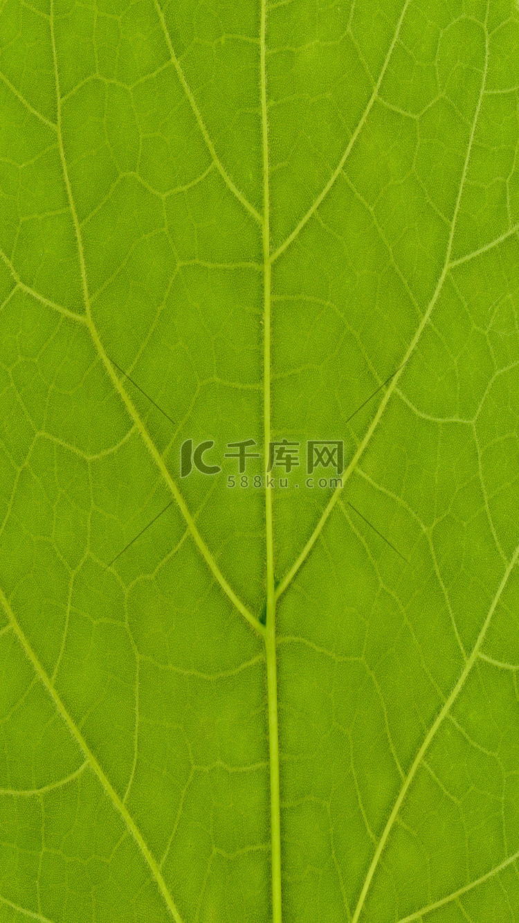 自然主题4K（16:9）手机壁纸：树叶高清摄影大图-千库网