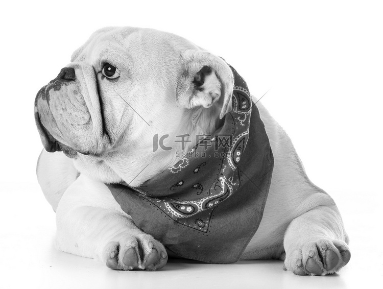 可爱的小狗高清摄影大图-千库网