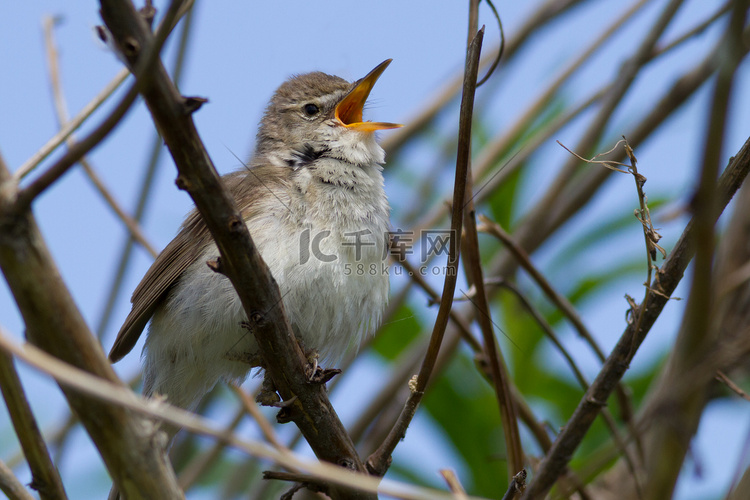 夜莺高清摄影大图-千库网