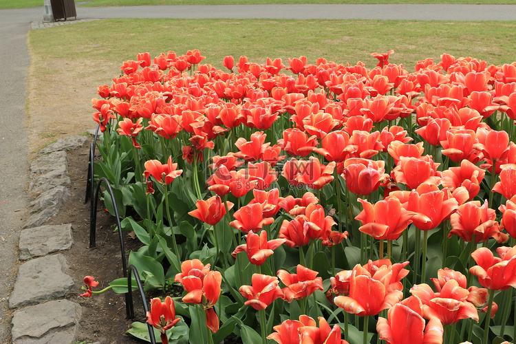 加拿大郁金香节 2690高清摄影大图-千库网