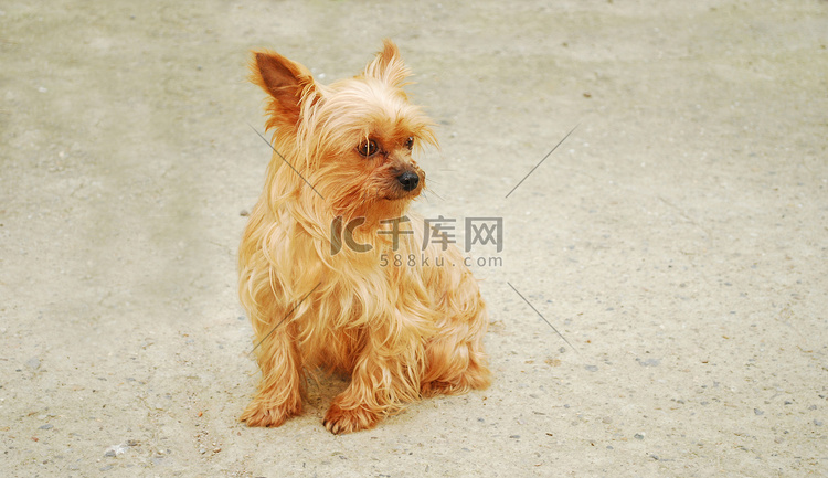 约克夏犬高清摄影大图-千库网