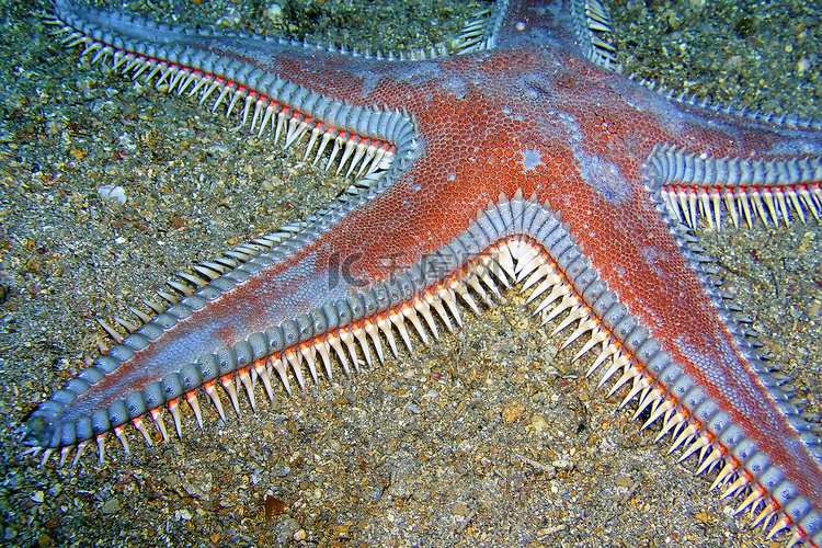 Astropecten Sea Star，西班牙 Cabo Cope Puntas del Calnegre 自然公园高清摄影大图-千库网